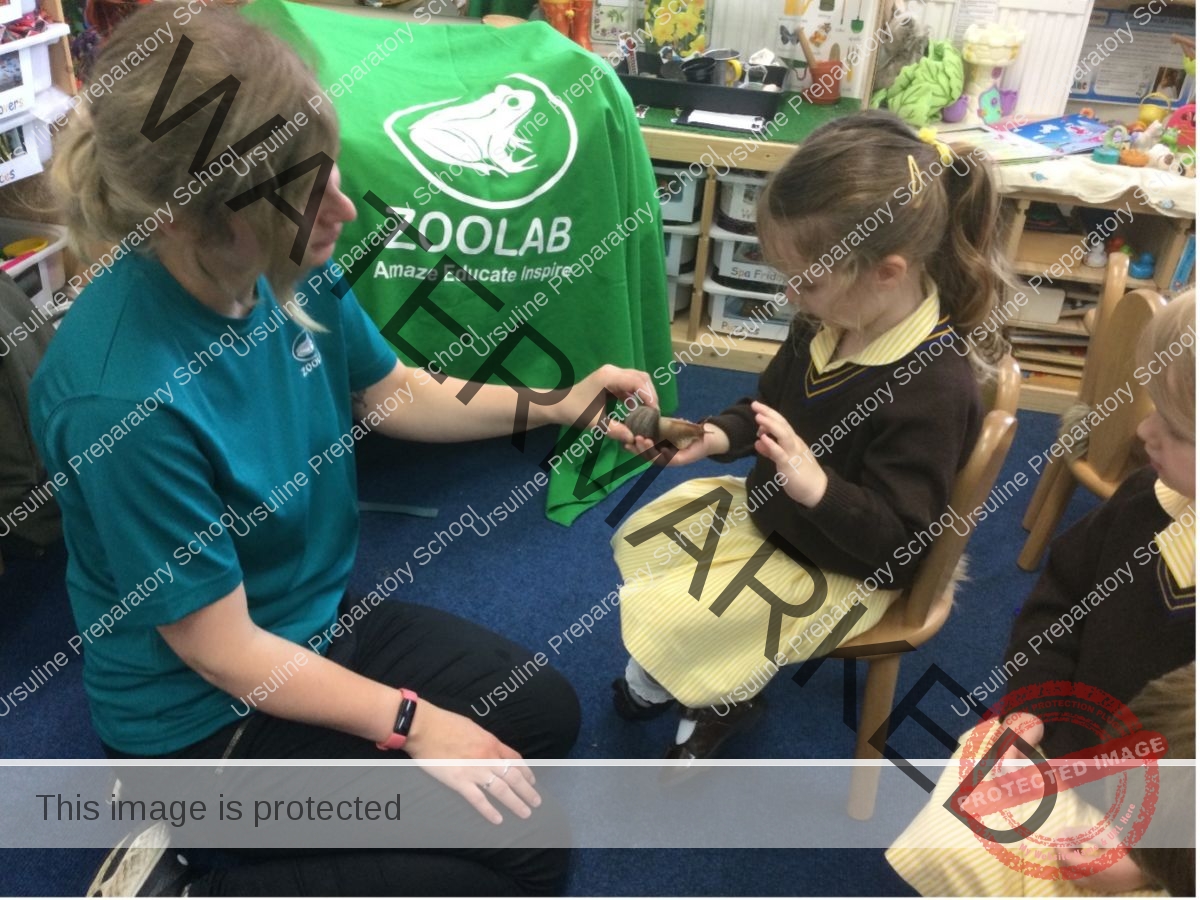 Pre-Reception welcome animals from Zoolab – Ursuline Prep School