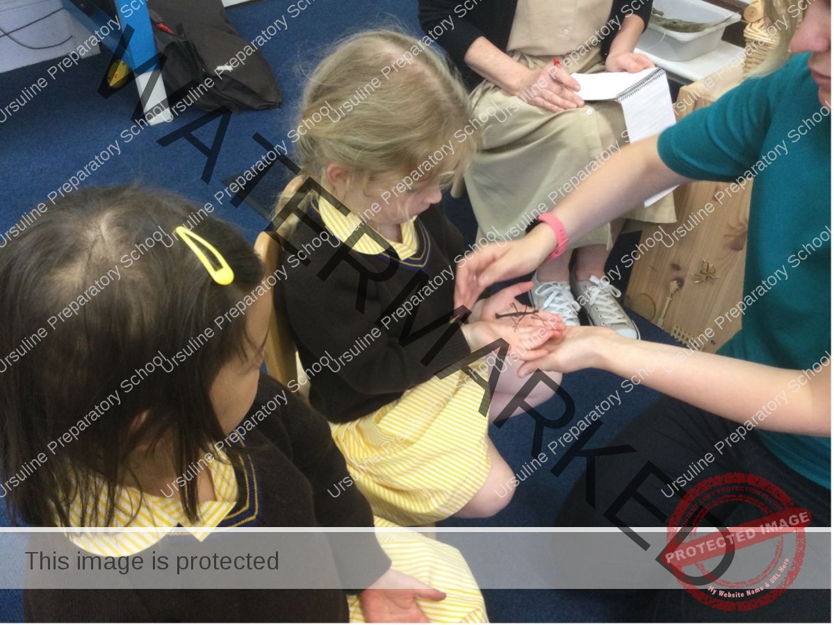 Pre-Reception welcome animals from Zoolab – Ursuline Prep School