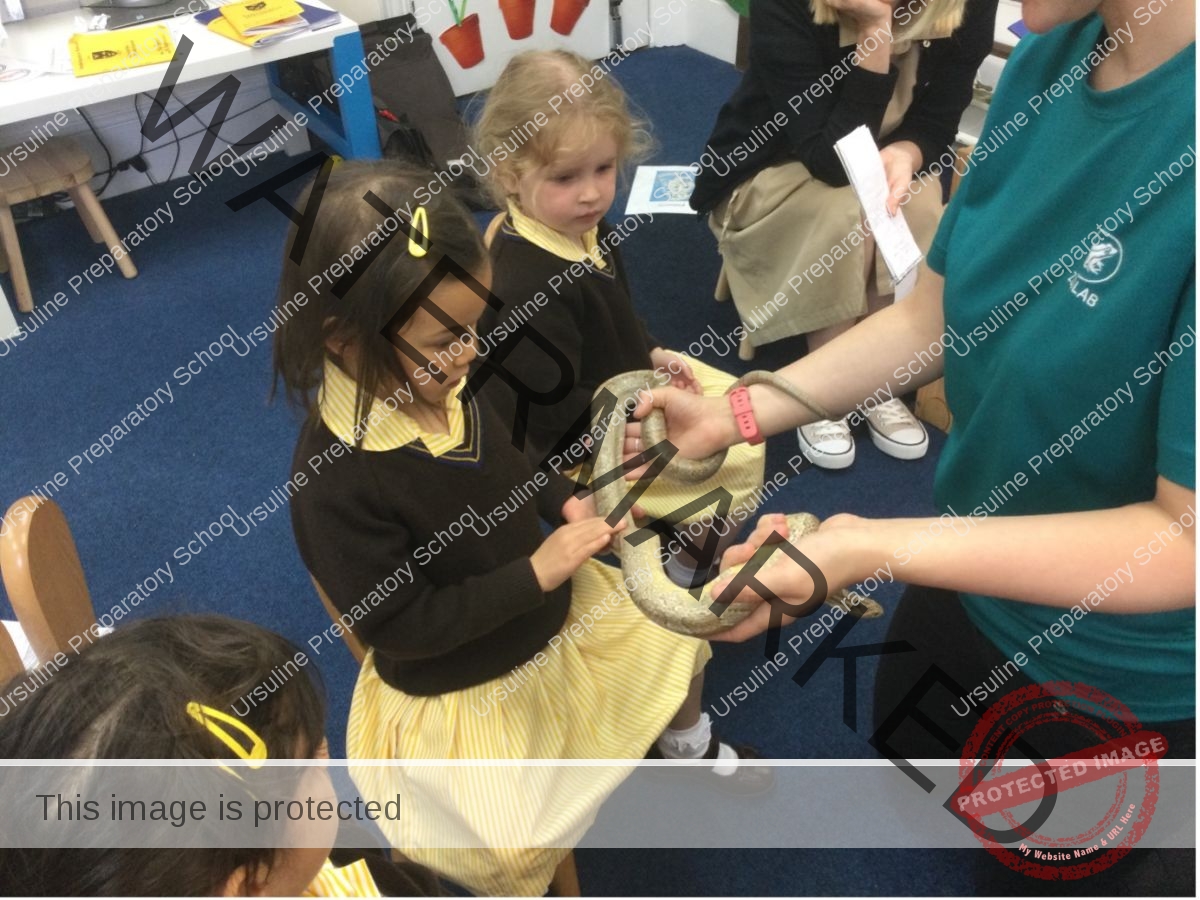 Pre-Reception welcome animals from Zoolab – Ursuline Prep School